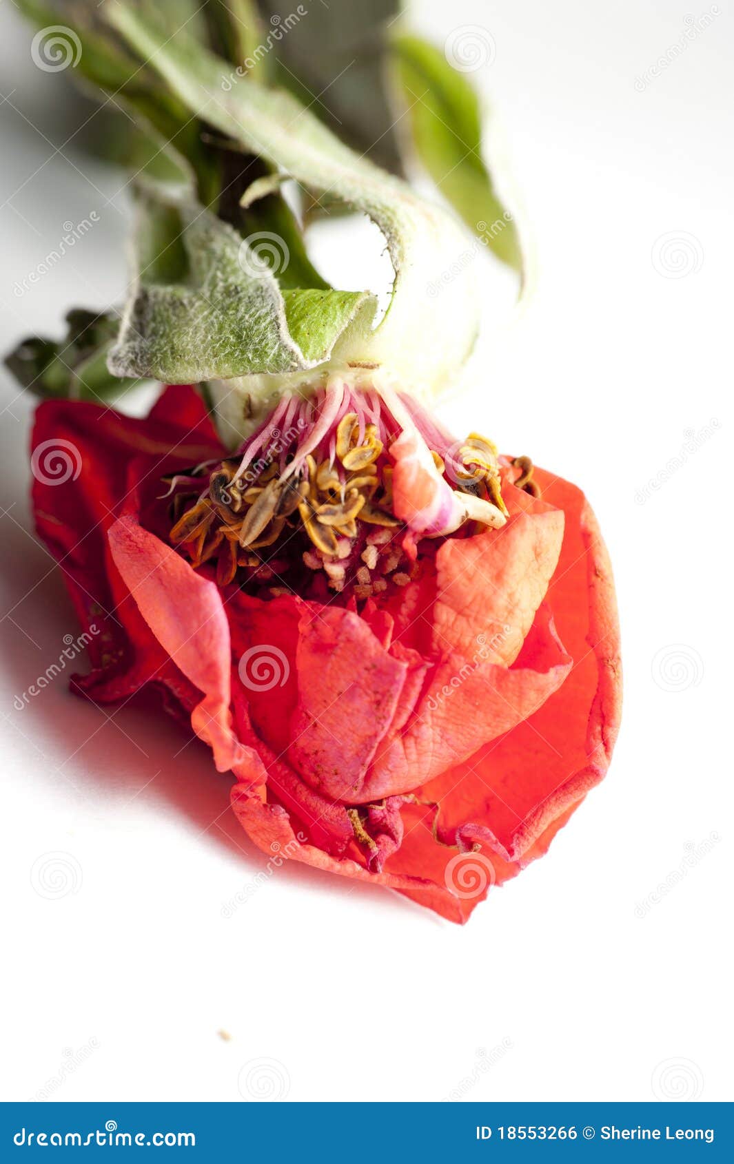 A Dissected Rose stock photo. Image of flower, copy, arranging - 18553266