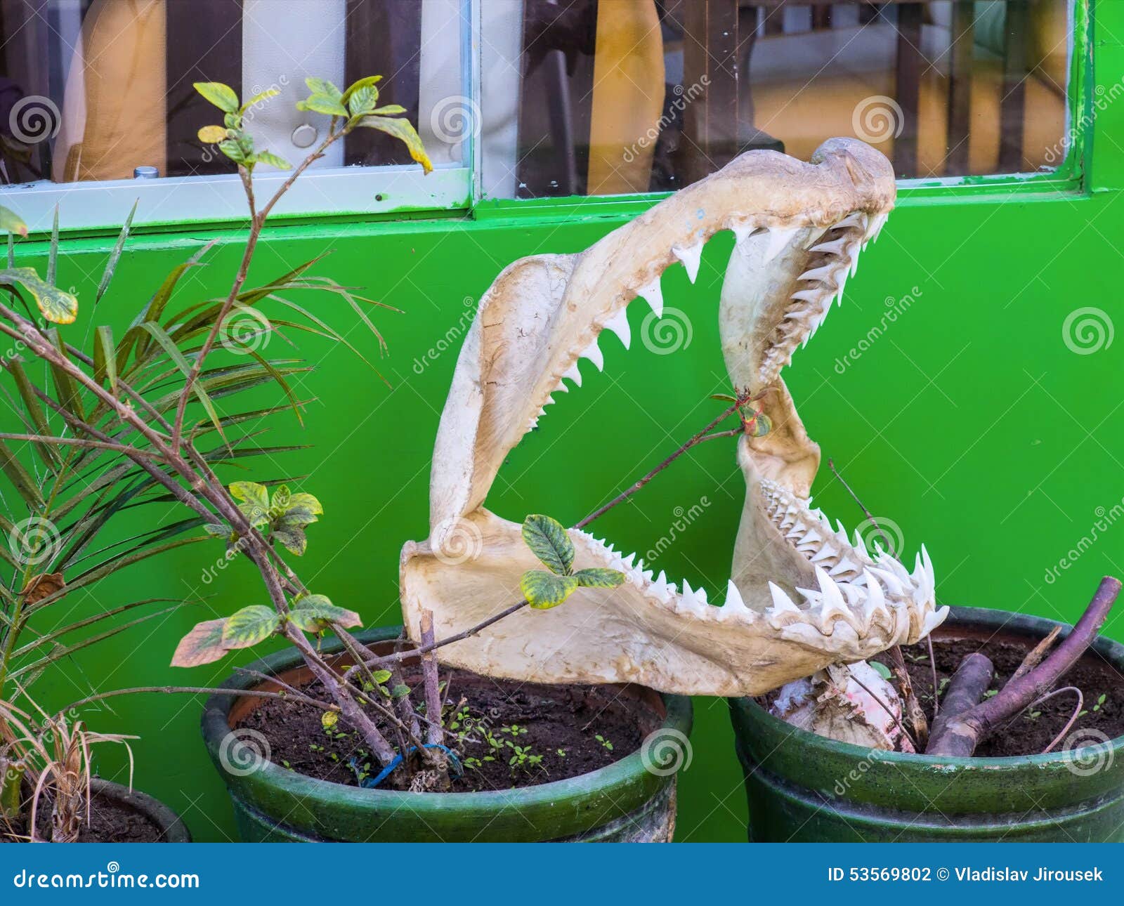 Dissected shark jaws, Peru stock photo. Image of jaws - 53569802