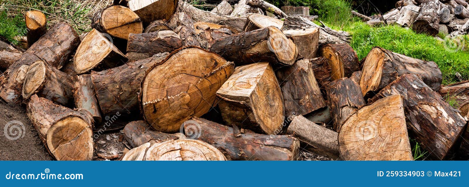 Dissected Timber Ready for Fire Fuel Stock Image - Image of stress ...