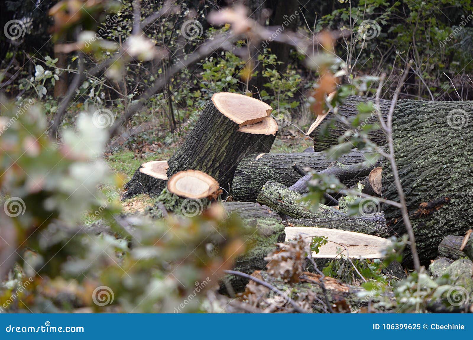 Dissected Tree after Hurricane Herwart in Berlin, Germany Stock Image ...