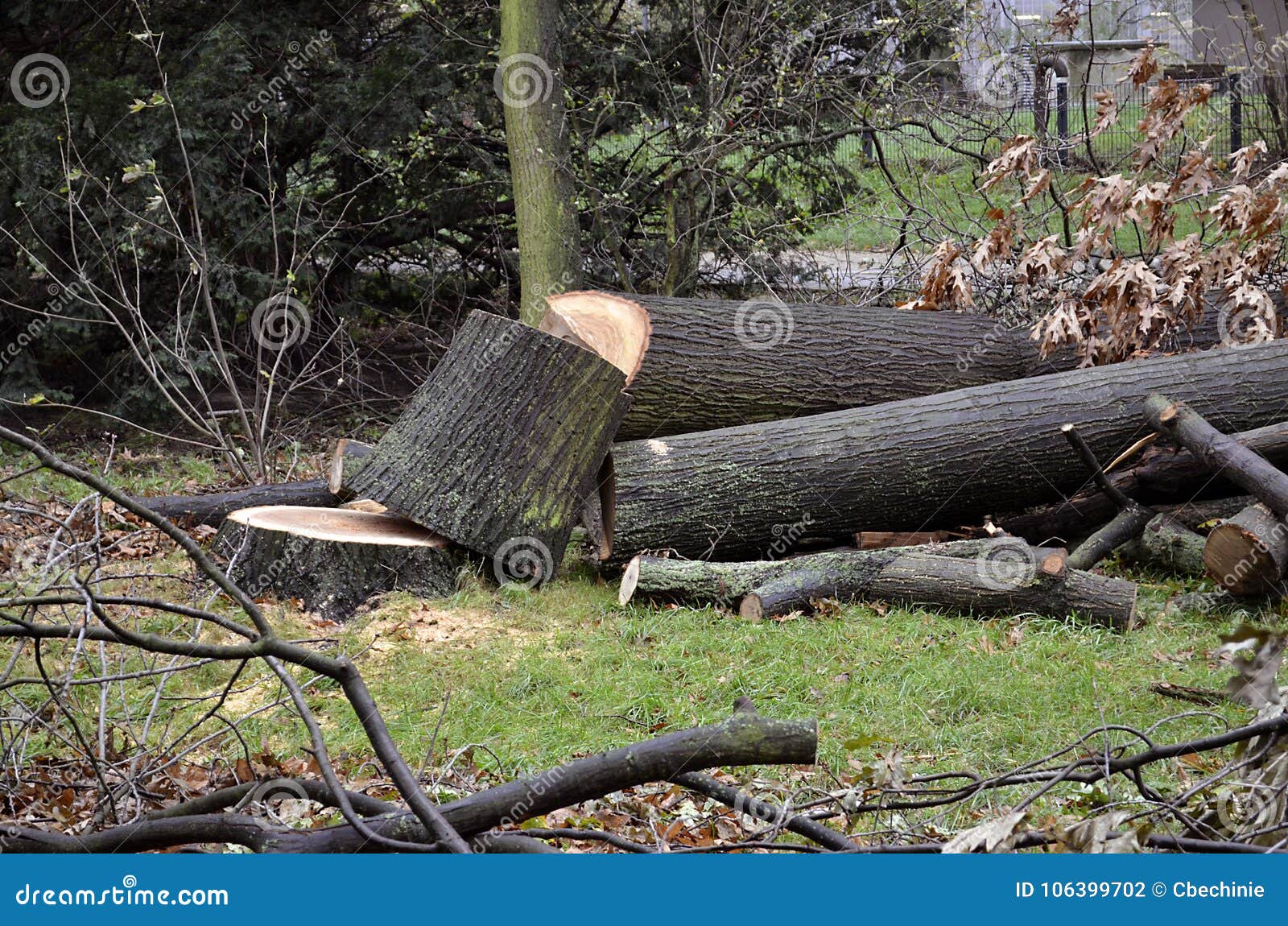 Dissected Tree after Hurricane Herwart in Berlin, Germany Stock Photo ...