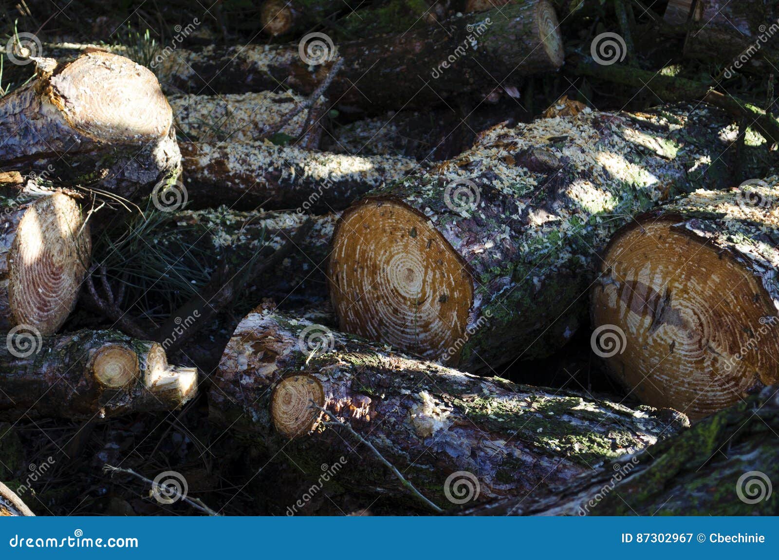 Dissected Trees Stock Photos - Free & Royalty-Free Stock Photos from ...