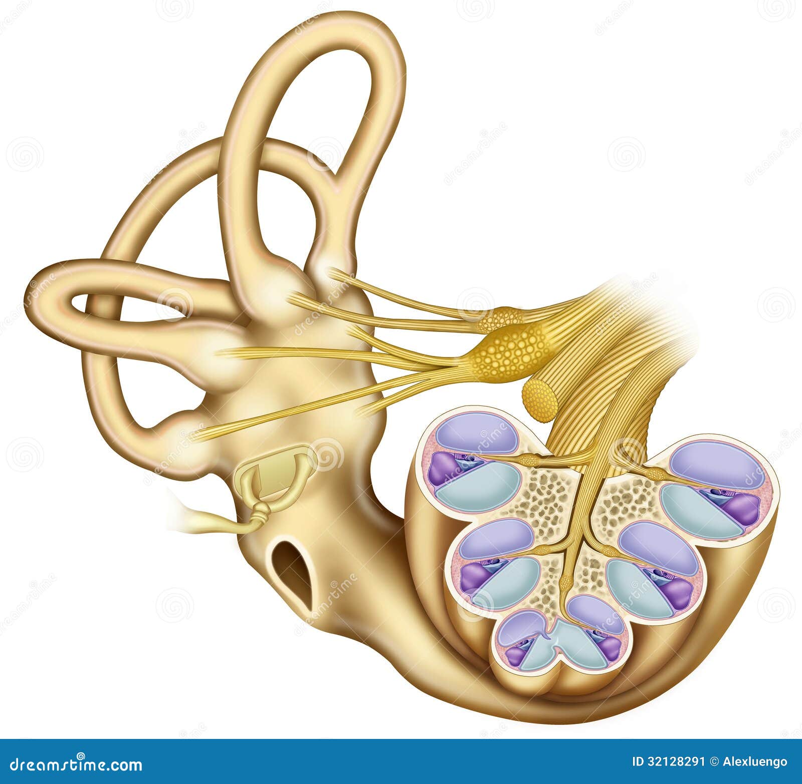 Dissection Cochlea Stock Image - Image: 32128291