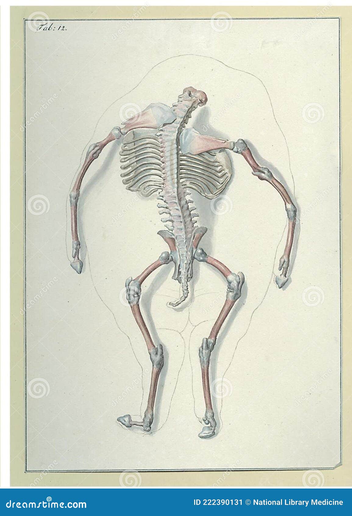 Dissection Of A Headless Pig Fetus Picture. Image: 222390131