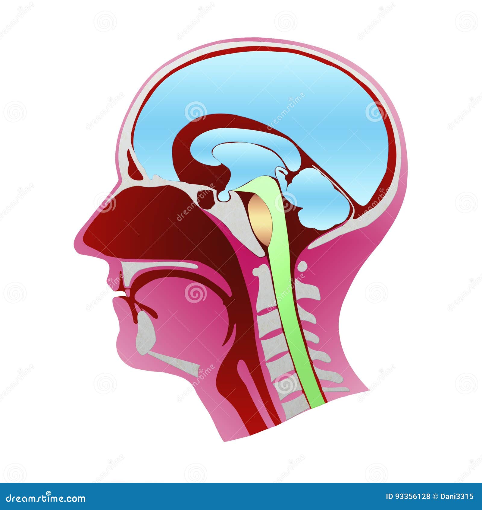 Dissection of the Human Head Profile with All the Elements that Compose ...