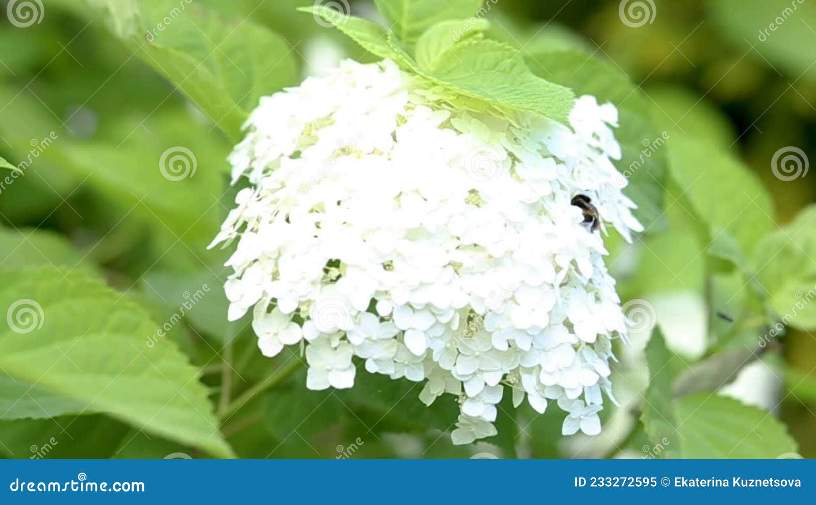 Dissolved Inflorescence of White Hydrangea. a Bee Crawls on a Hydrangea ...