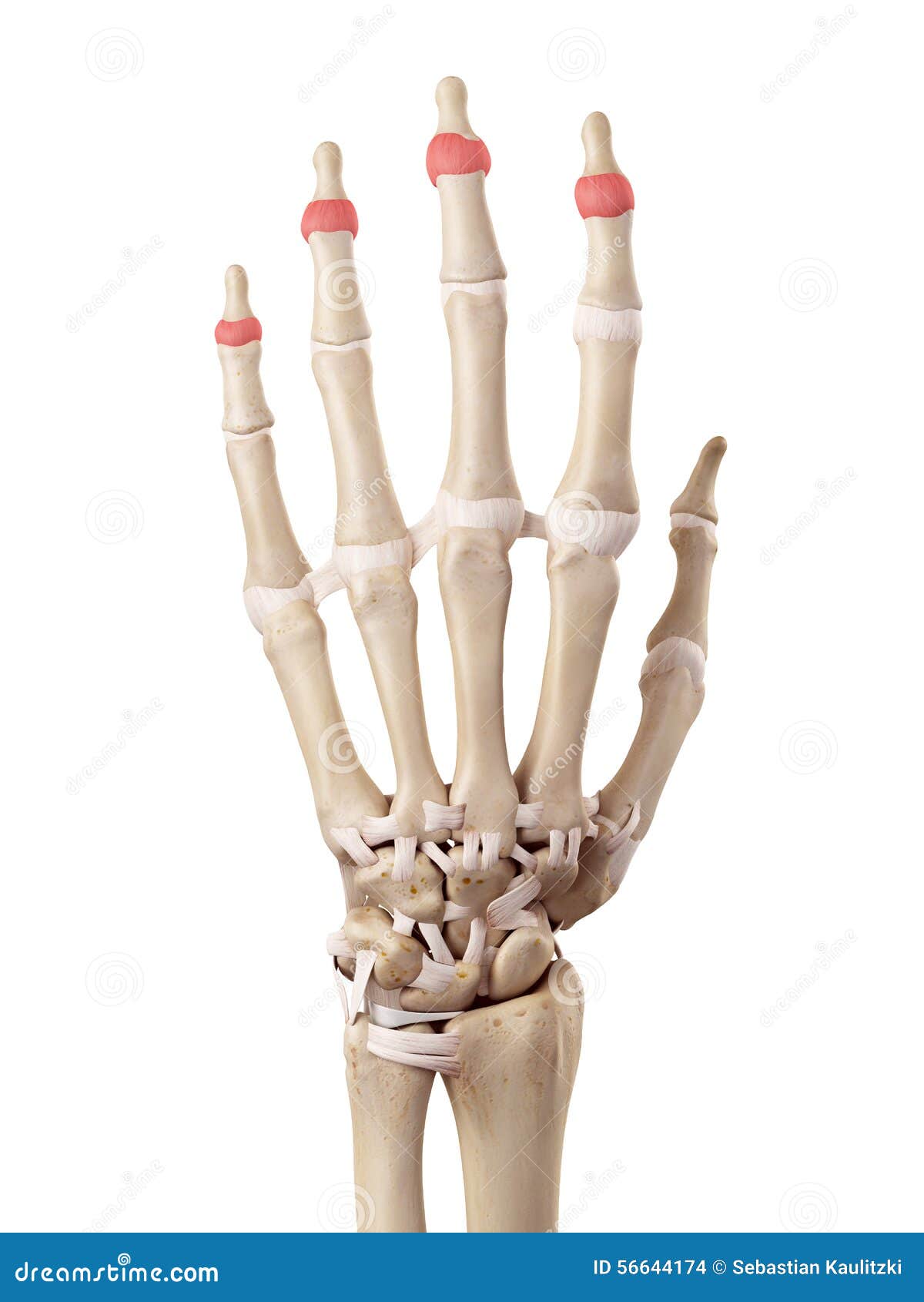 The distal joint capsules stock illustration. Illustration of accurate ...