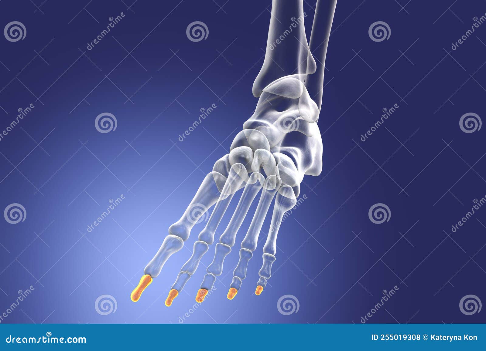 Distal Phalanges of the Foot, 3D Illustration Stock Illustration ...