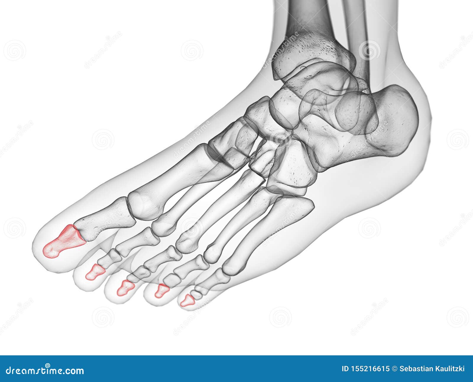 The distal phalanx bone stock illustration. Illustration of bottom ...