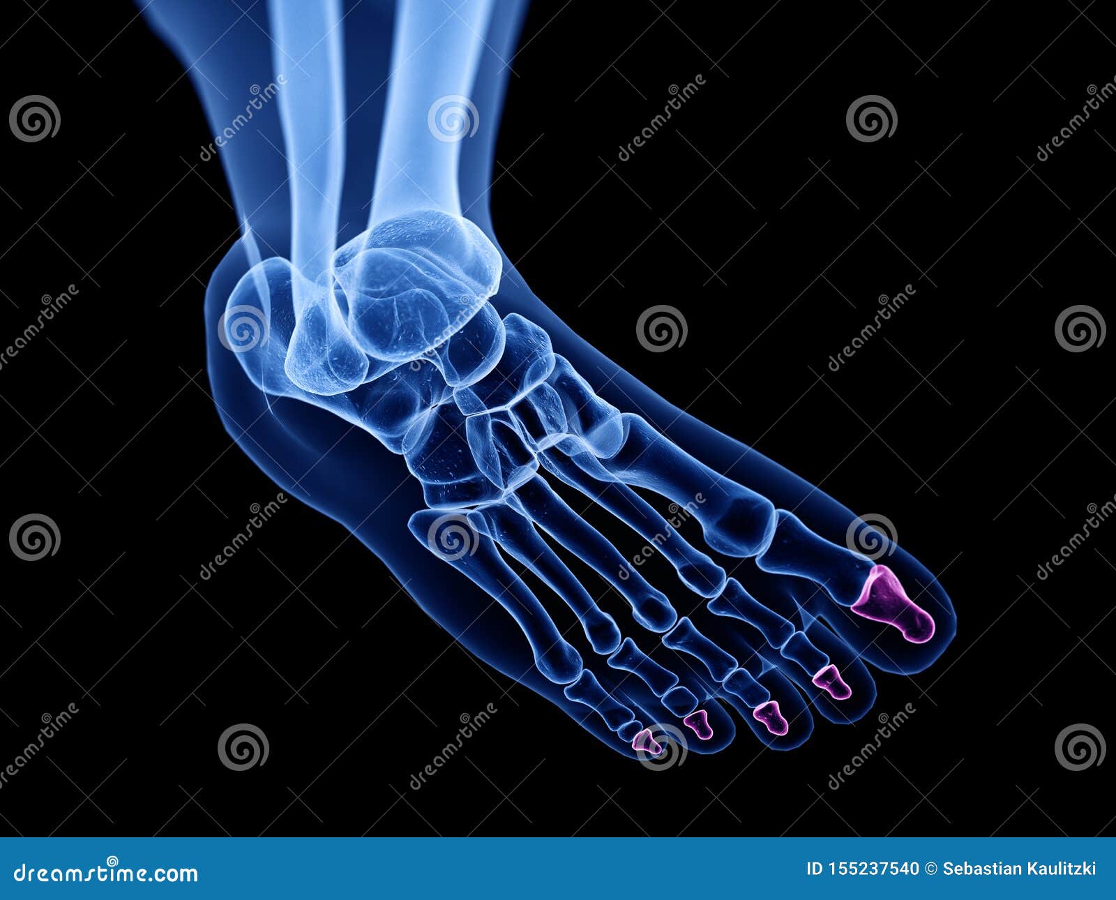 The distal phalanx bones stock illustration. Illustration of rendering ...