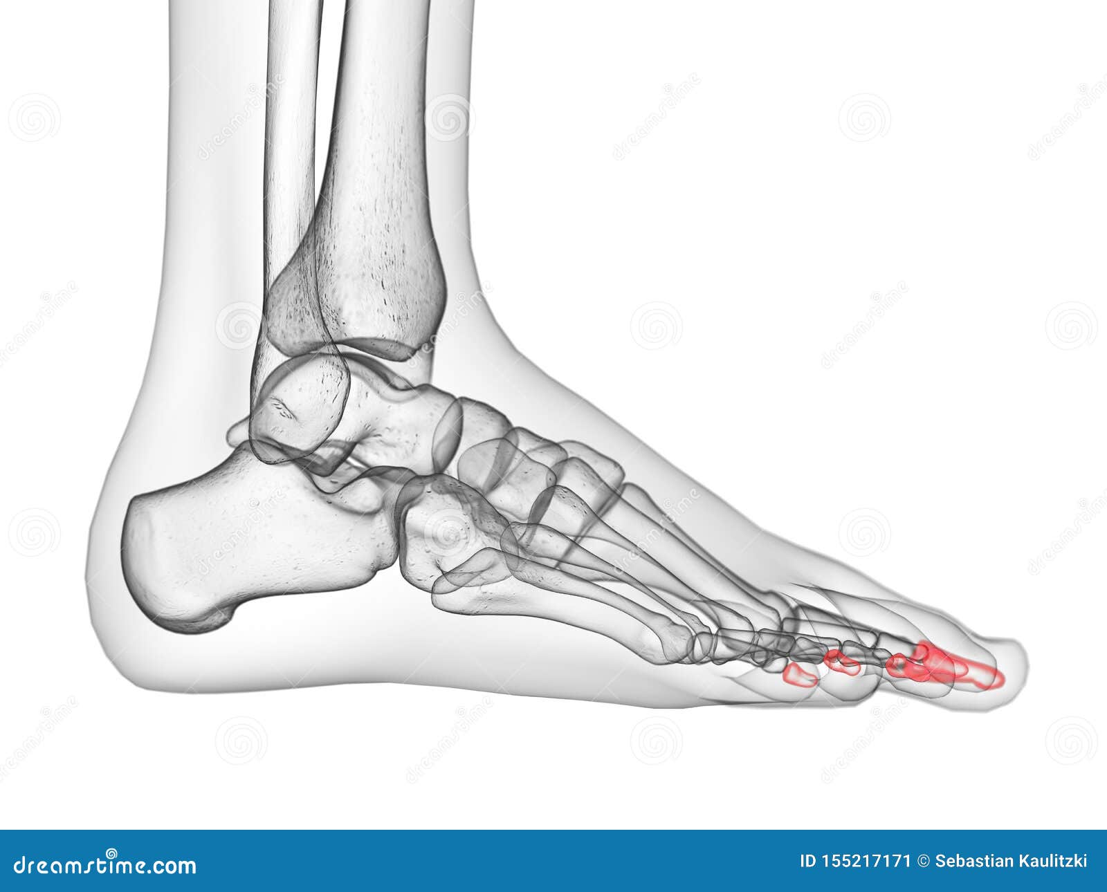 The distal phalanx bones stock illustration. Illustration of phalanx ...