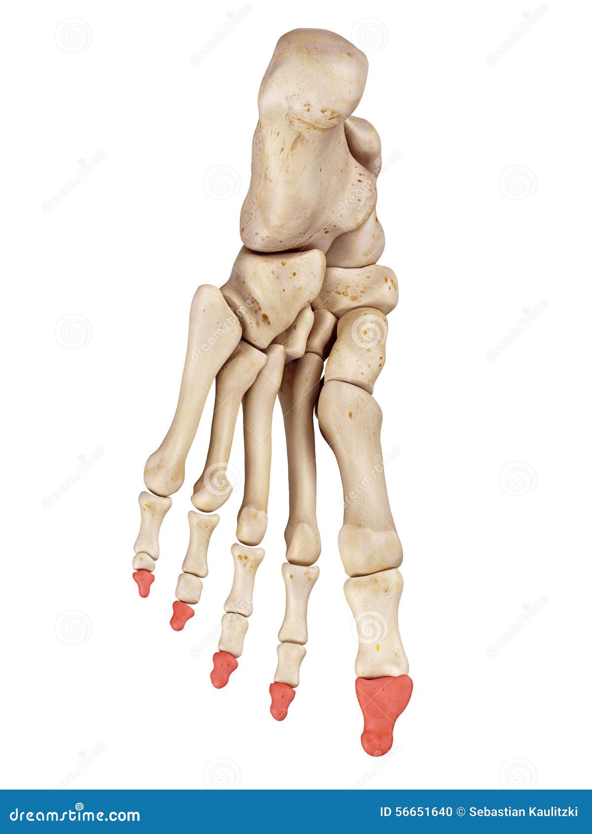 Distal Phalanx Bones In Red Color With Body 3D Rendering Illustration ...