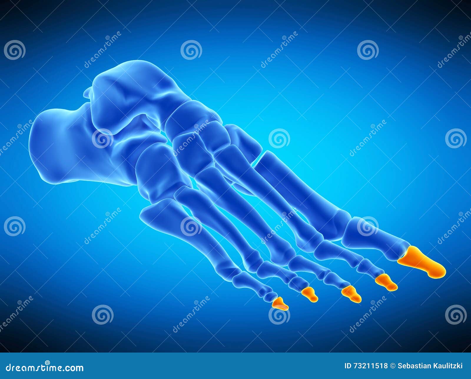 Distal Phalanx Bones In Red Color With Body 3D Rendering Illustration ...
