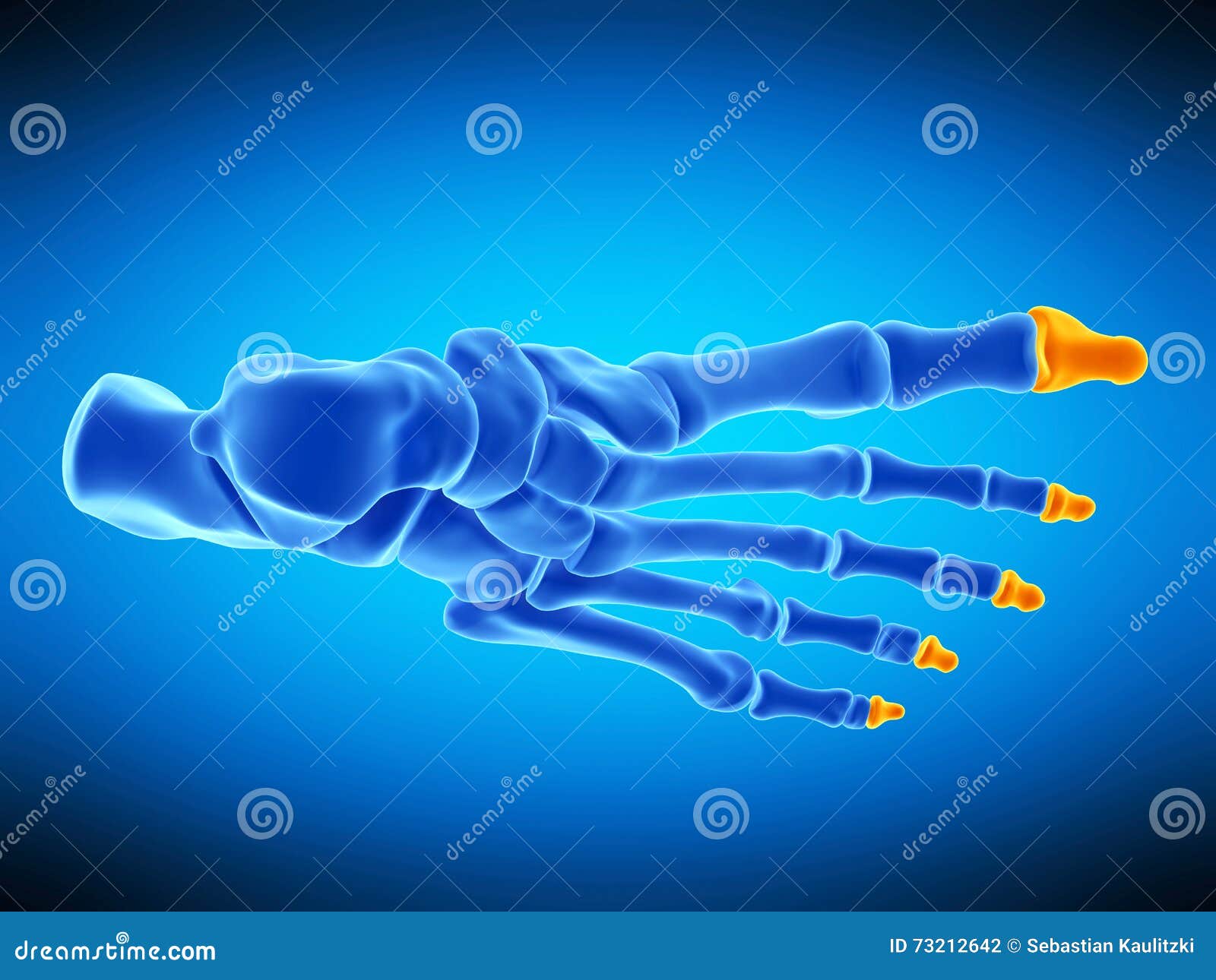 Distal Phalanx Bones In Red Color With Body 3D Rendering Illustration ...