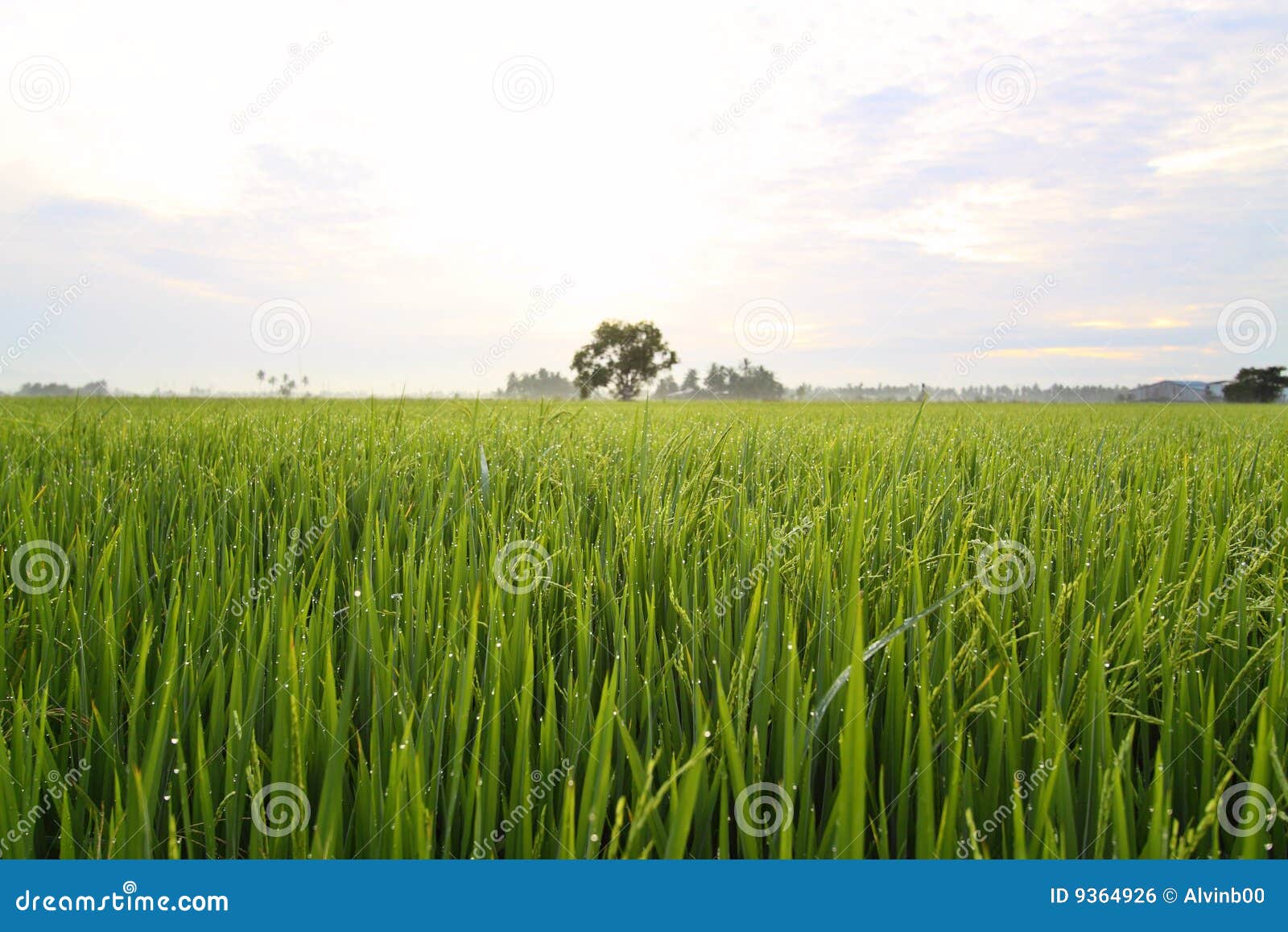 Distance stock photo. Image of paddy, padi, grass, tree - 9364926