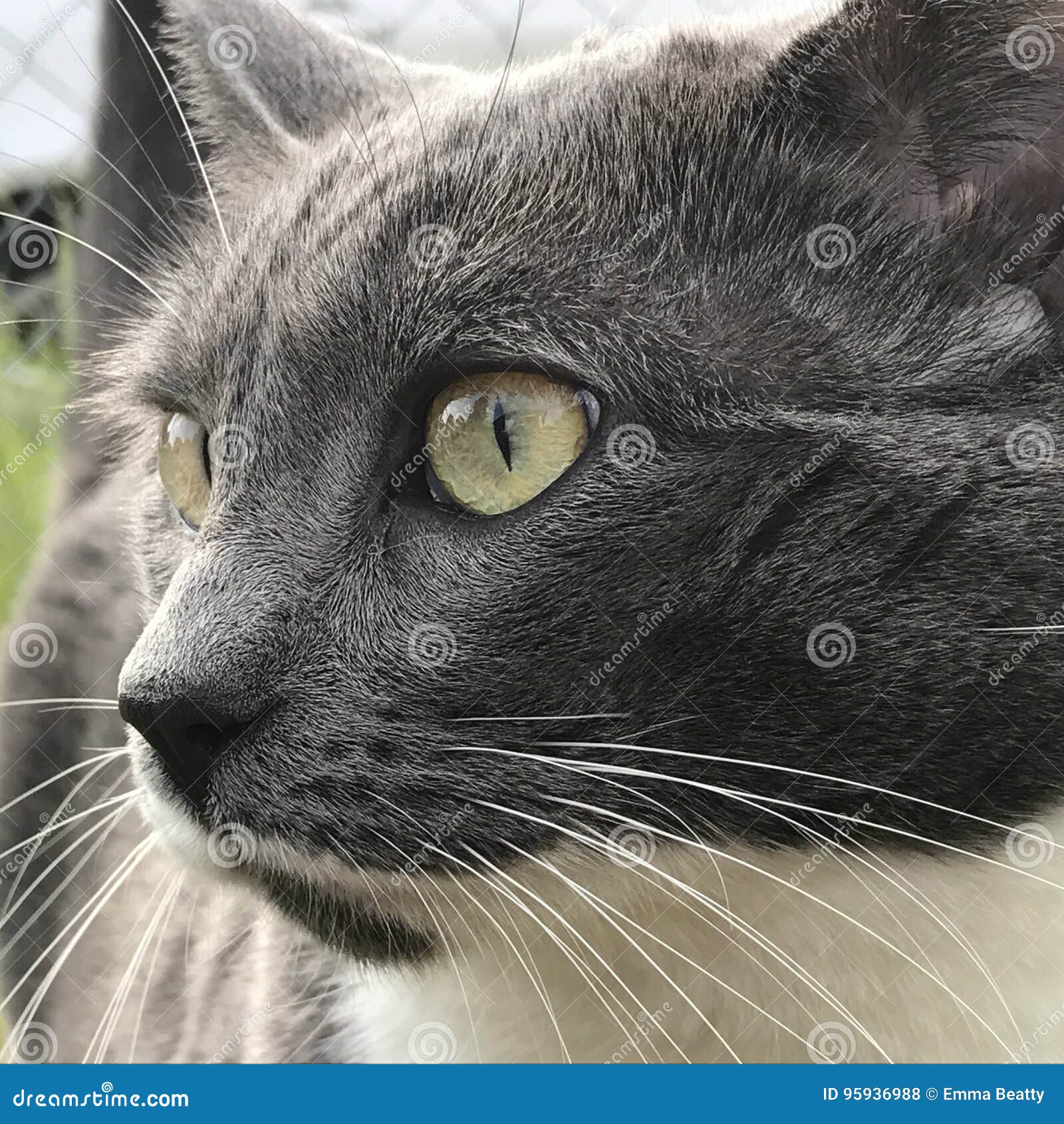 Distance stock photo. Image of looking, animal, distance - 95936988