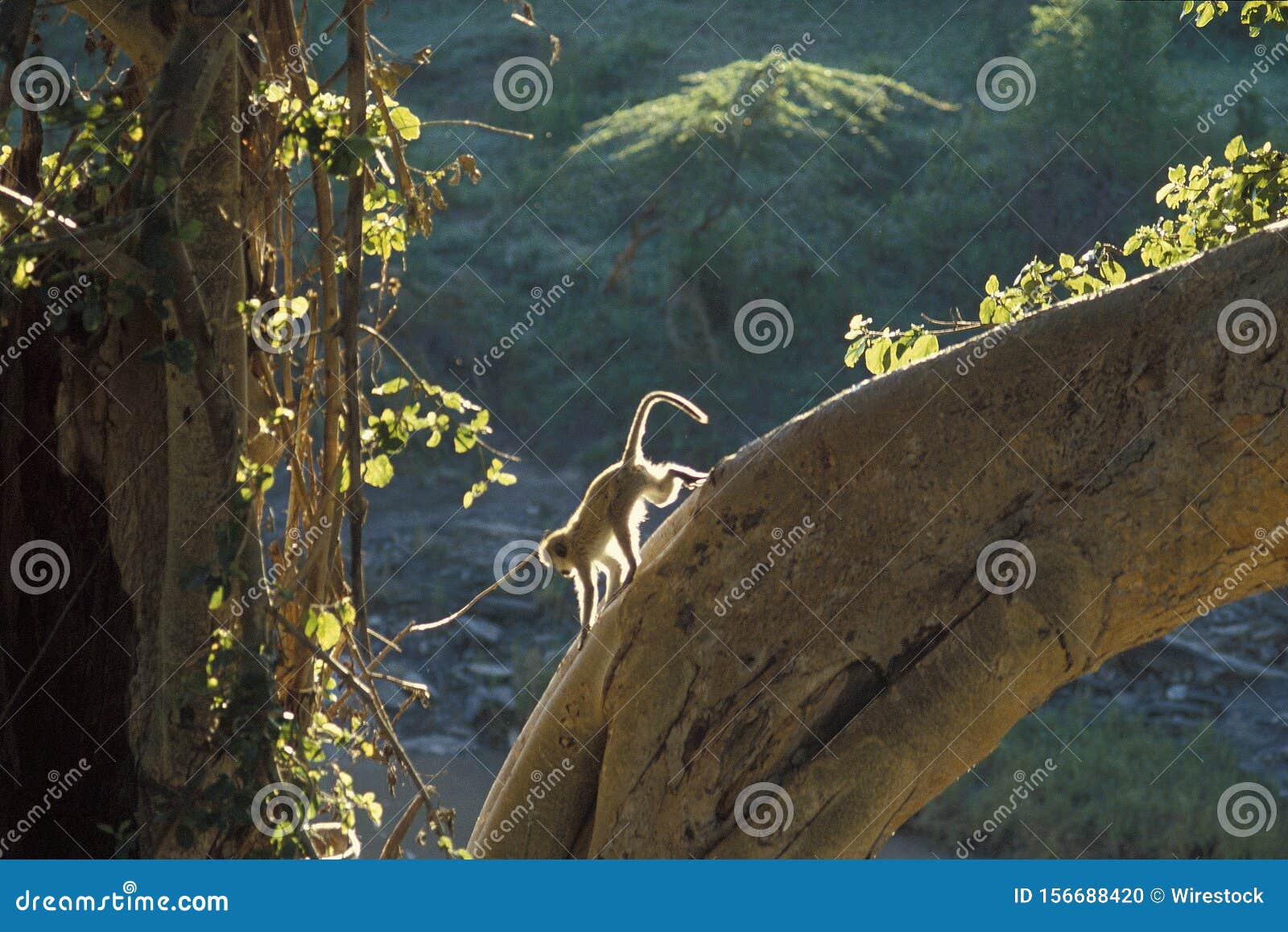 Distance Shot of a Monkey Walking on a Tree with a Blurred Natural ...