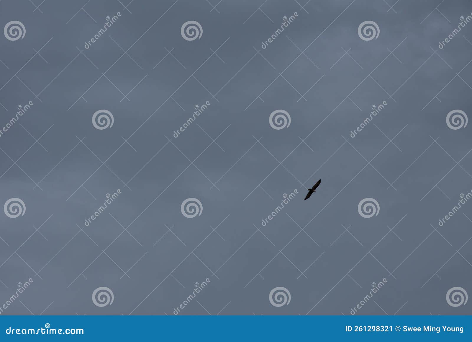 Distance Sky an Eagle Flying High Above the Horizon Sea. Stock Image ...