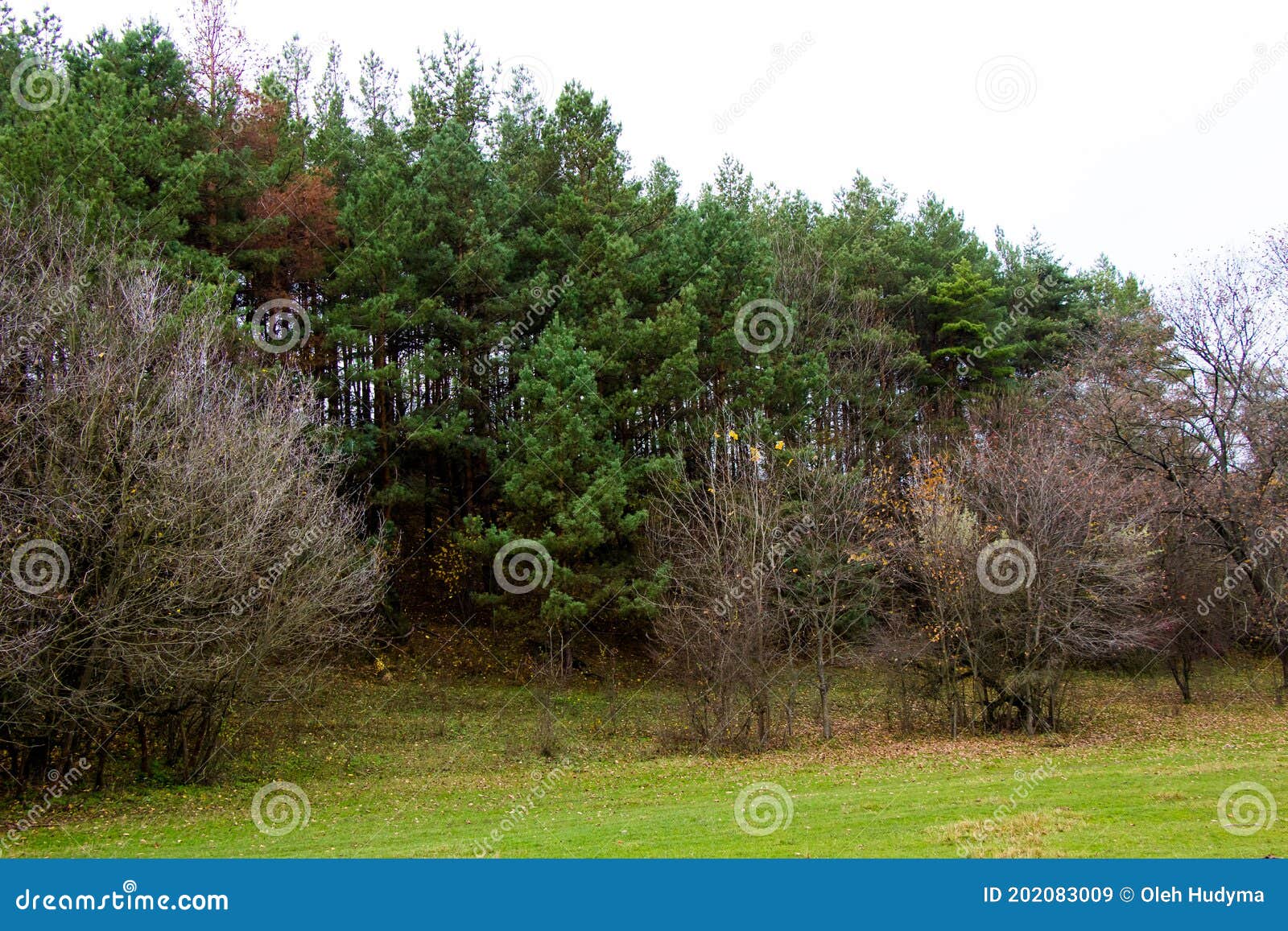 In the Distance, You Can See a Photo of a Deciduous and Pine Forest ...