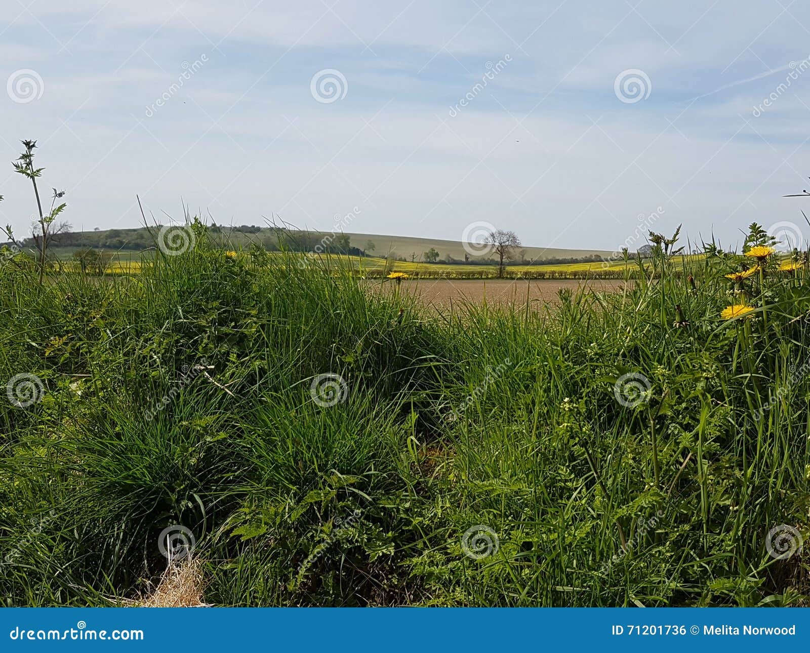 Distant fields stock photo. Image of distant, plain, tree - 71201736