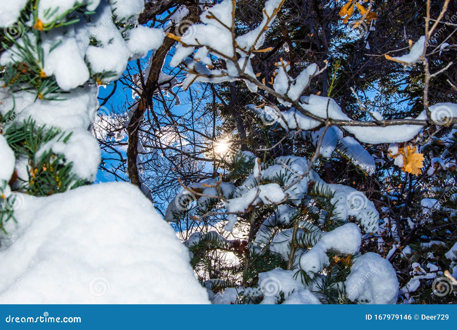 Distant Light Shining through Trees and Snow Stock Photo - Image of ...