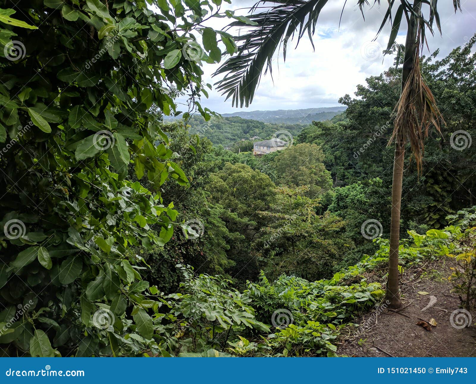 Distant Mansion in the Middle of Jamaican Jungle Stock Photo - Image of ...