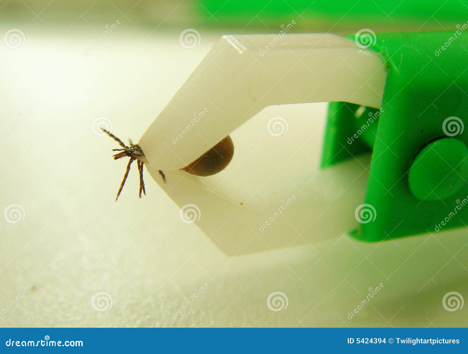 Distant parasite stock photo. Image of wooden, corner - 5424394
