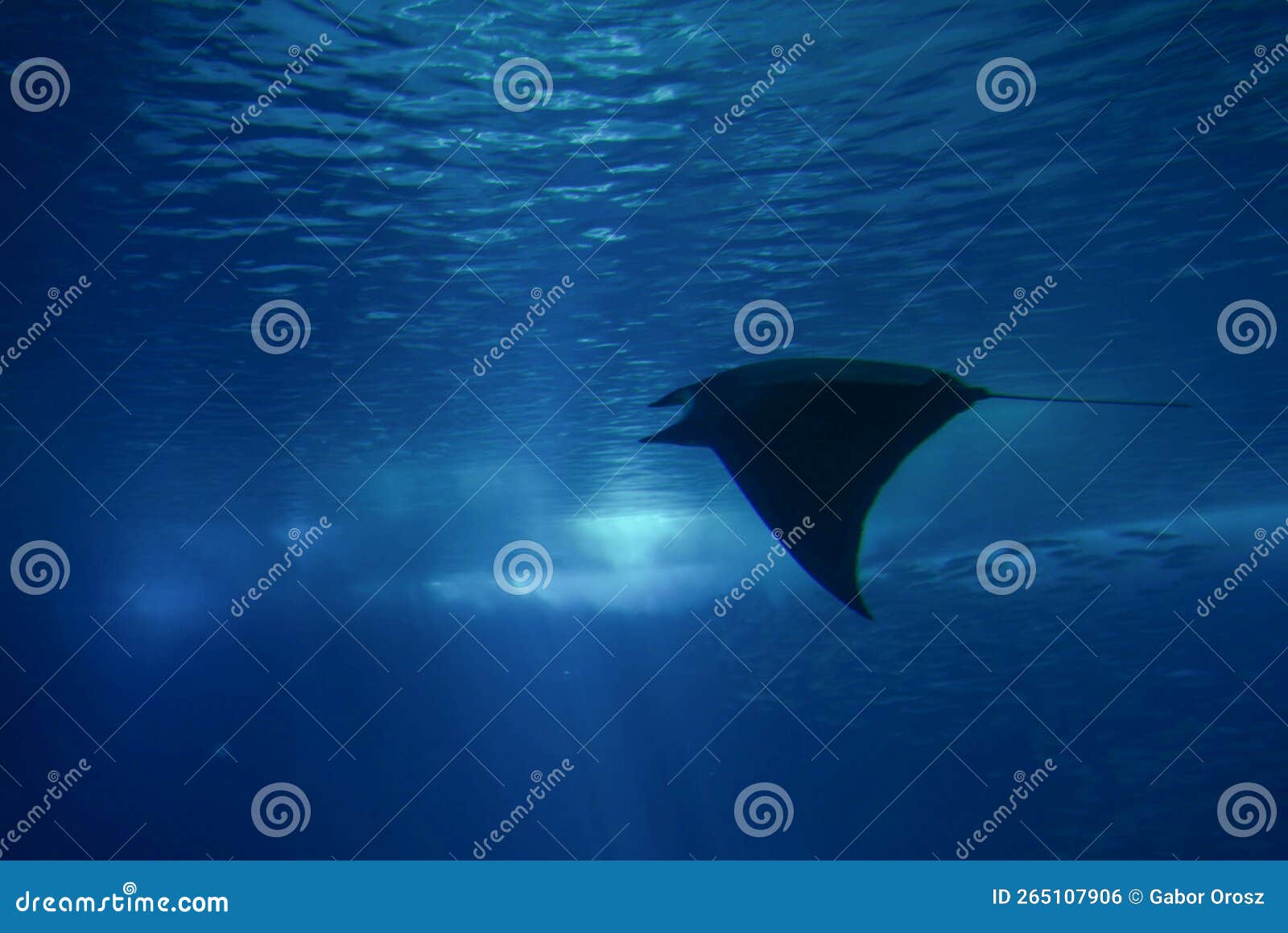 Sea Ray Lurking Under the Surface Stock Photo - Image of water, swim ...