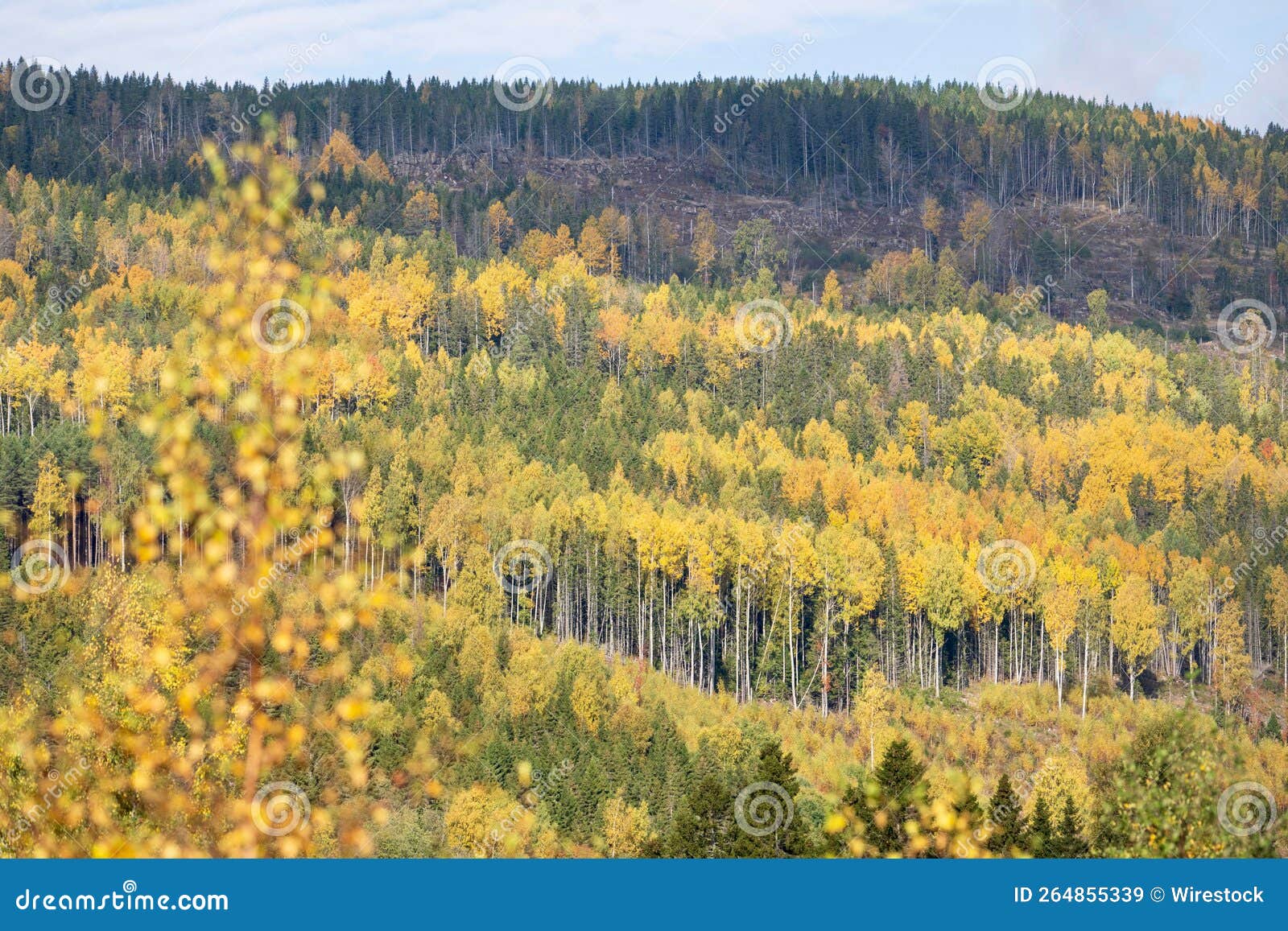 Distant Shot of Rows of Yellow Trees in a Dense Forest Under the Blue ...