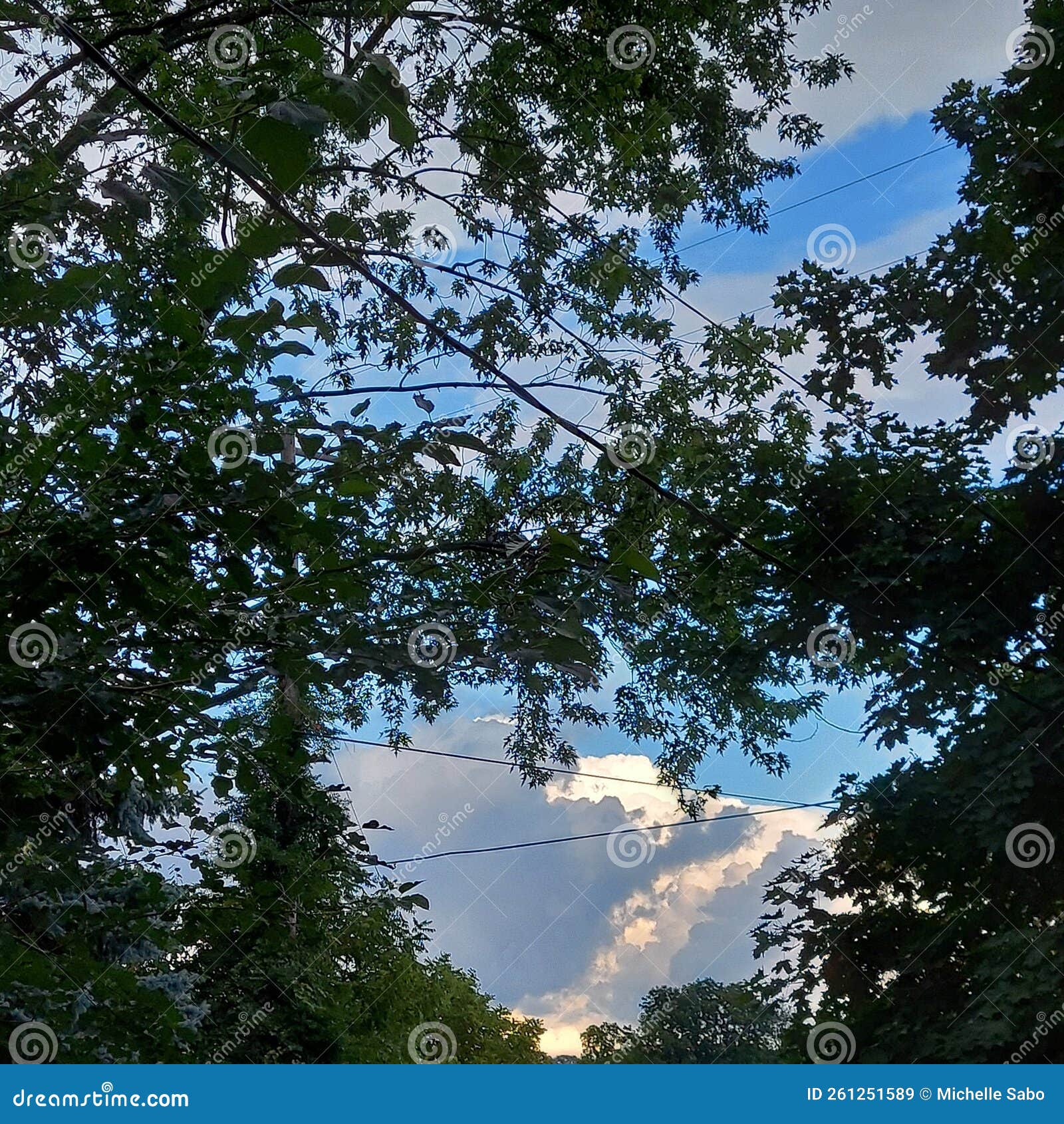 In the Distant Storm Clouds Stock Image - Image of grass, jungle: 261251589
