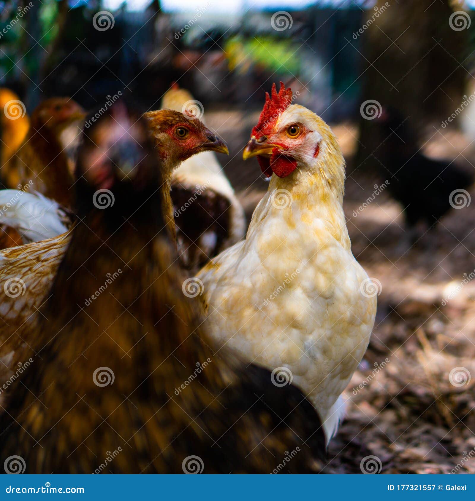 Angry Rooster Looking at Left Side Stock Image - Image of feeding ...