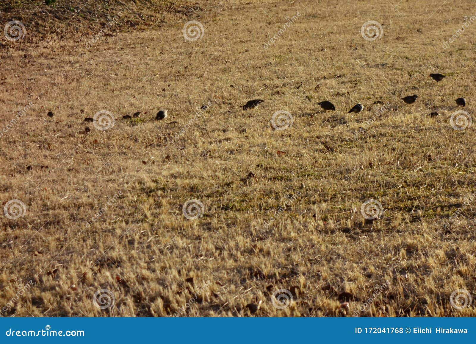 Distant View of a Flock of Wild Birds Stock Photo - Image of birds ...