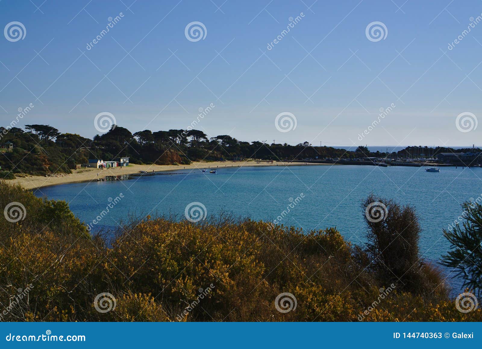 Beach Bush Myoporum Laetum. Myoporum Laetum. It Is A Shrub Tree In The ...