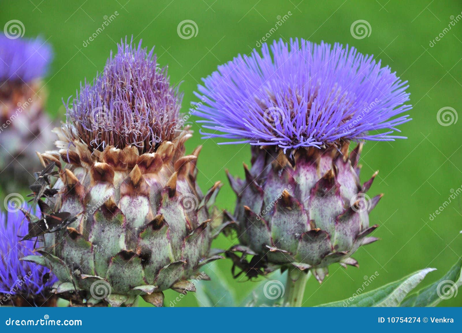 Distel stock foto. Image of nave, plantkunde, symbool - 10754274