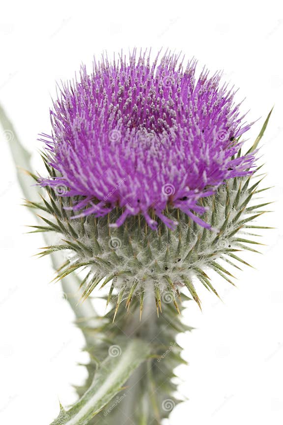 Distel stock foto. Image of blad, bloem, enkelvoudig - 23075670
