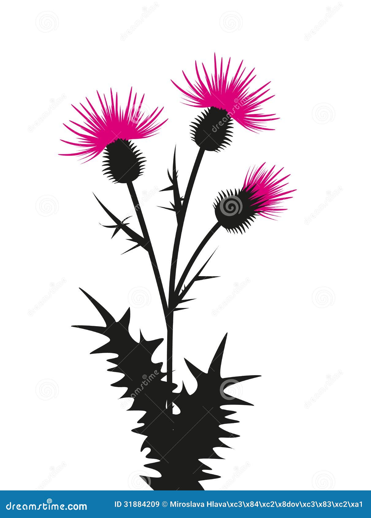 Distel vektor abbildung. Illustration von zeichnung, kunst - 31884209