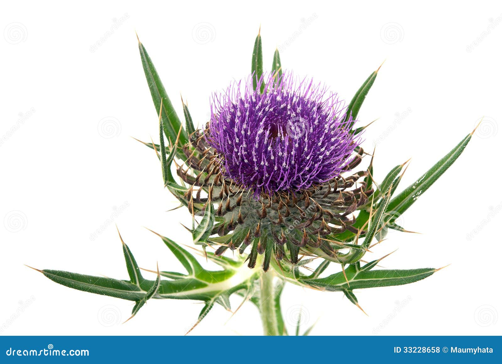 Distel stock foto. Image of schots, bloesem, bloemblaadje - 33228658