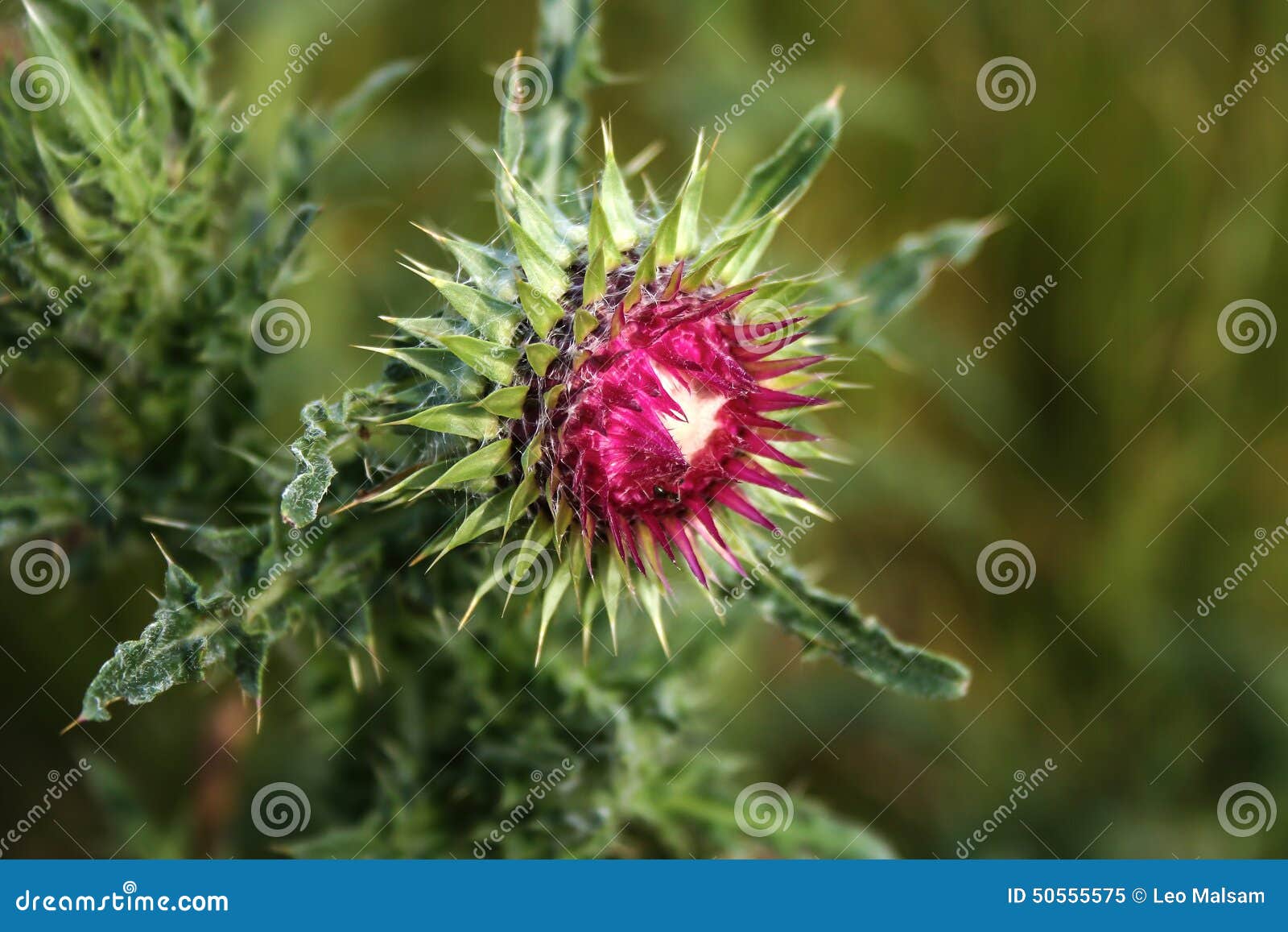 Distel stock afbeelding. Image of leven, biologie, geurstoffen - 50555575