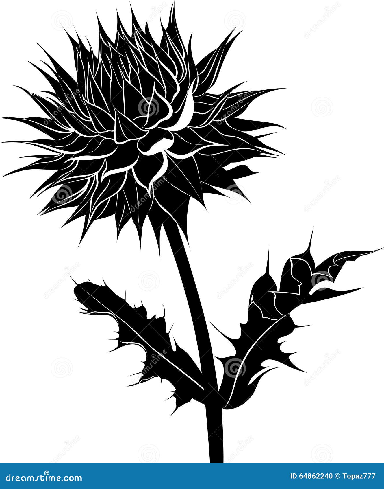 Distel vektor abbildung. Illustration von blatt, knospe - 64862240