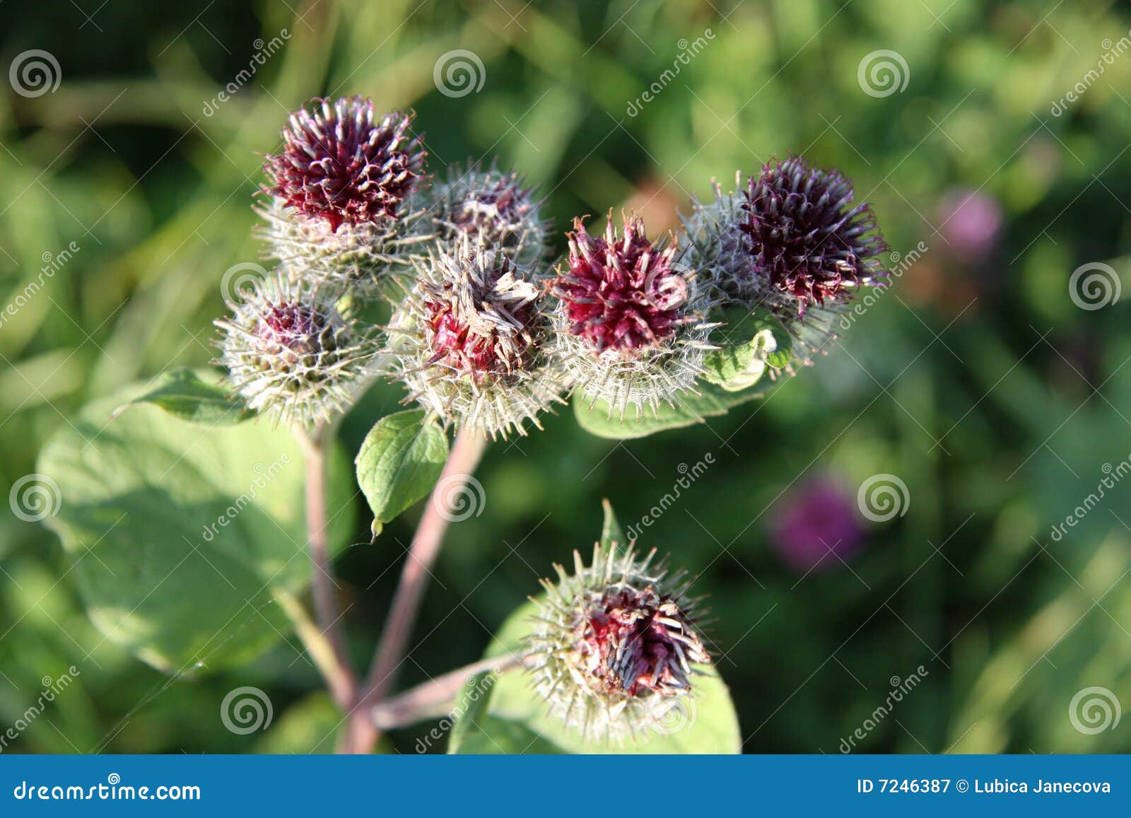 Distel stockbild. Bild von bäume, betriebe, gras, grün - 7246387
