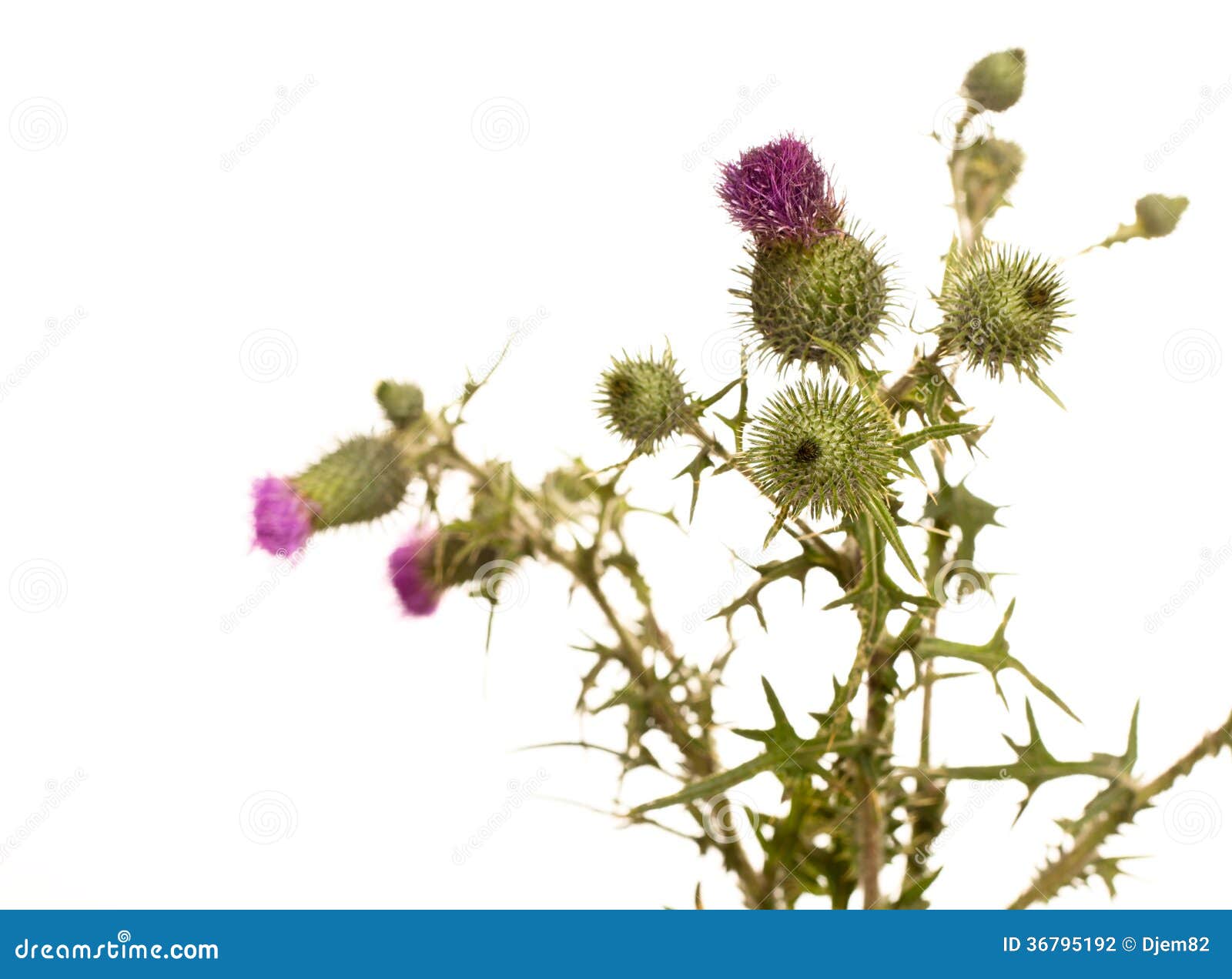 Distel Auf Einem Weißen Hintergrund Stockfoto - Bild von botanik, nadel ...