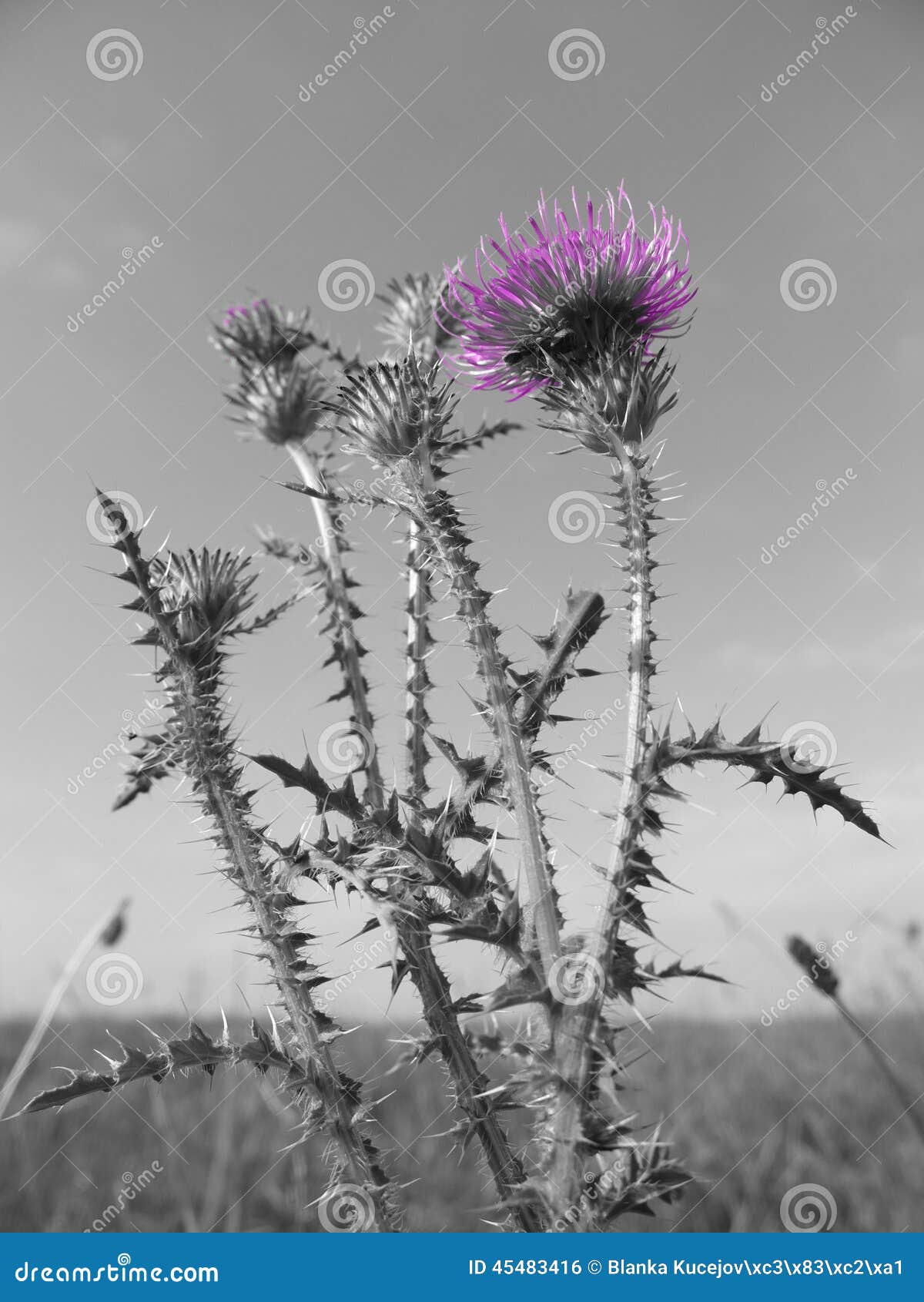 Distel auf Wiese stockfoto. Bild von saisonal, distel - 45483416