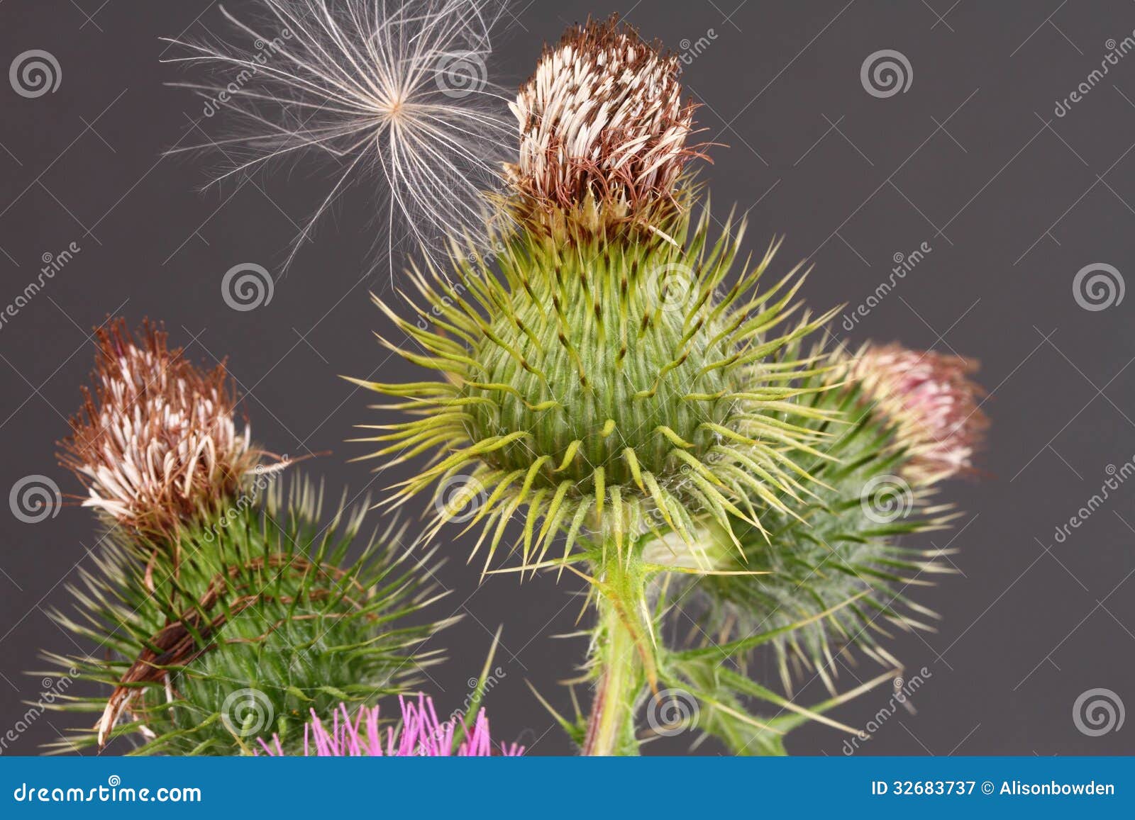 Distel en zaad stock afbeelding. Image of installatie - 32683737