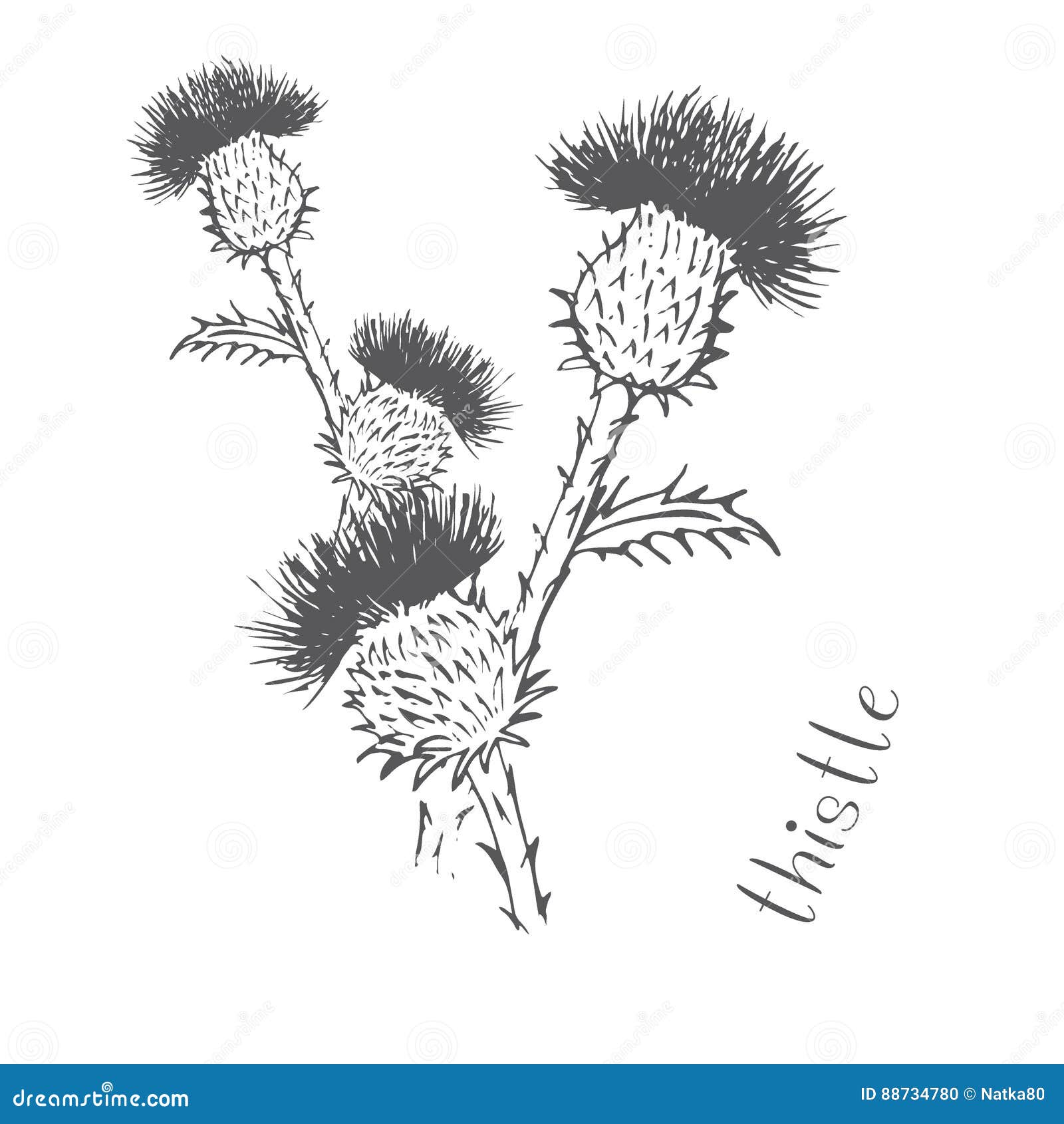 Distel gemalt mit der Hand vektor abbildung. Illustration von bild ...
