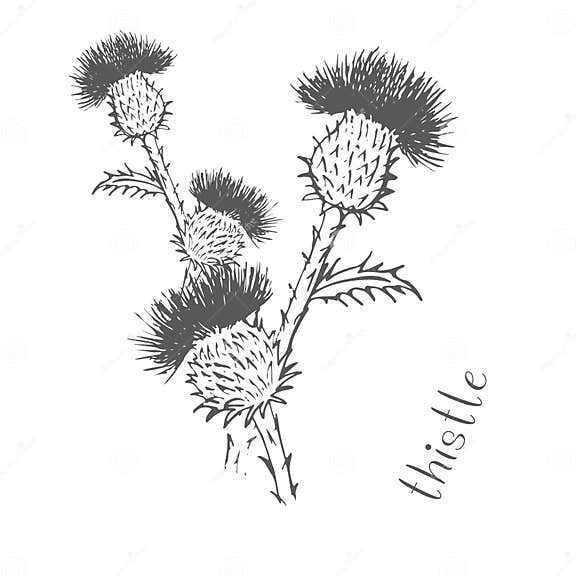 Distel gemalt mit der Hand vektor abbildung. Illustration von bild ...