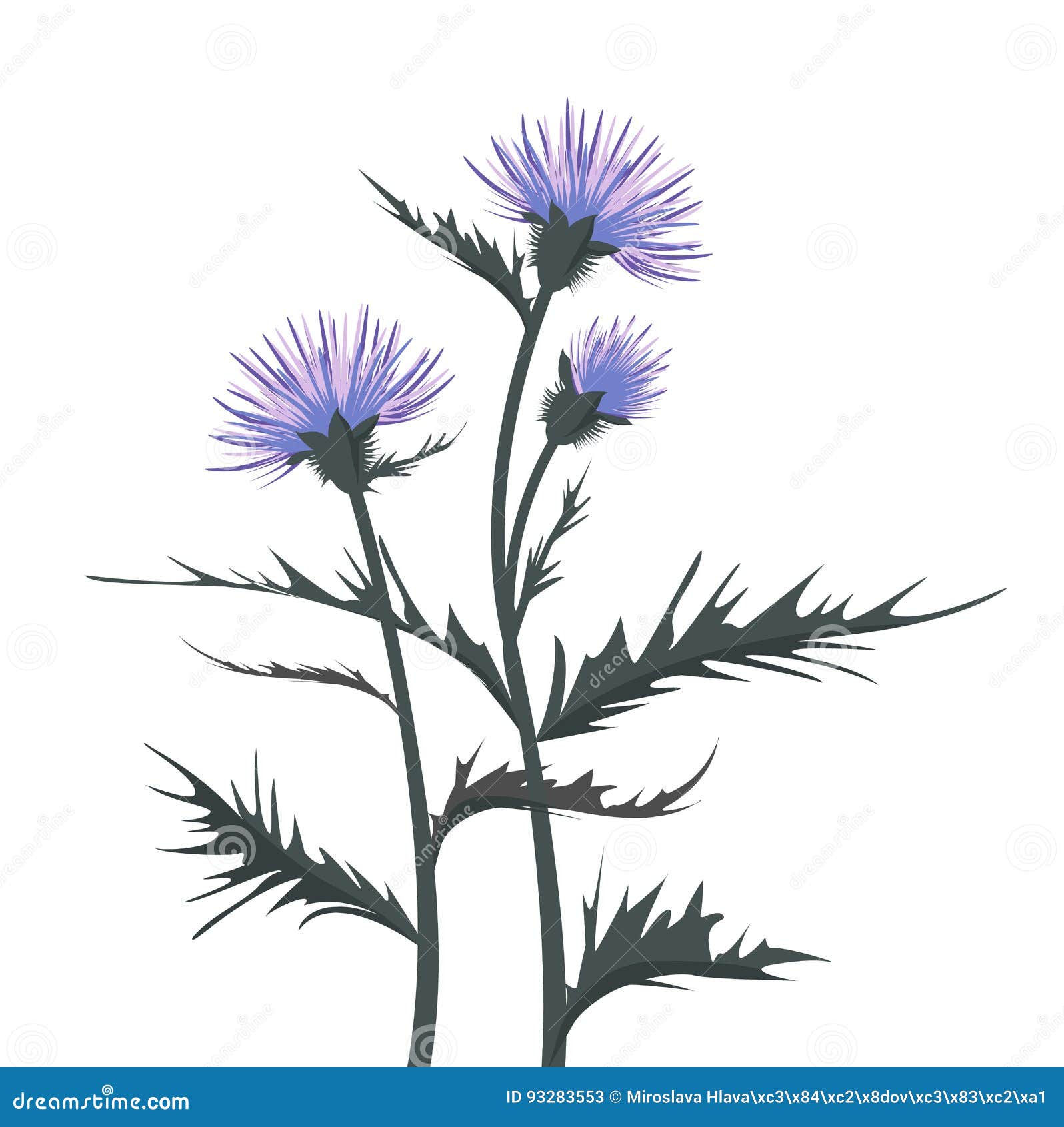 Distel met bladeren vector illustratie. Illustration of bloem - 93283553