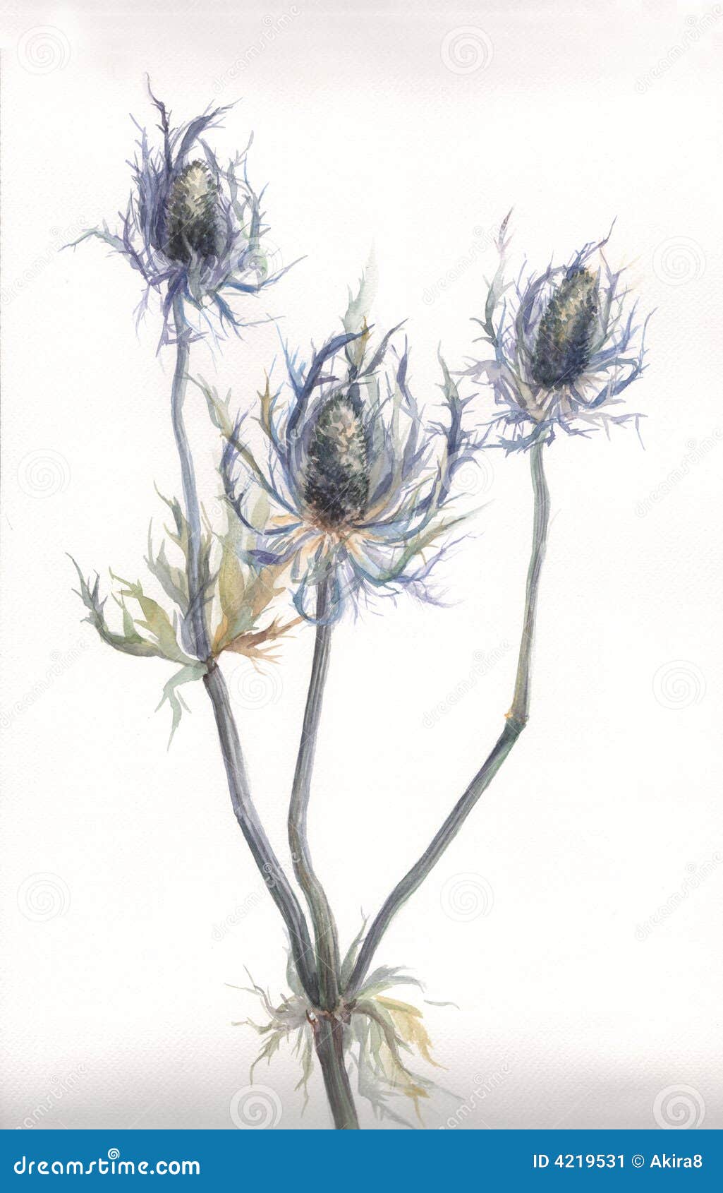 DistelbetriebsAquarellanstrich Stock Abbildung - Illustration von ...