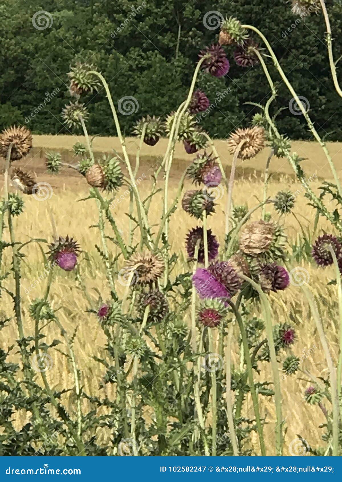 Disteln stockbild. Bild von atem, orange, schön, liebling - 102582247