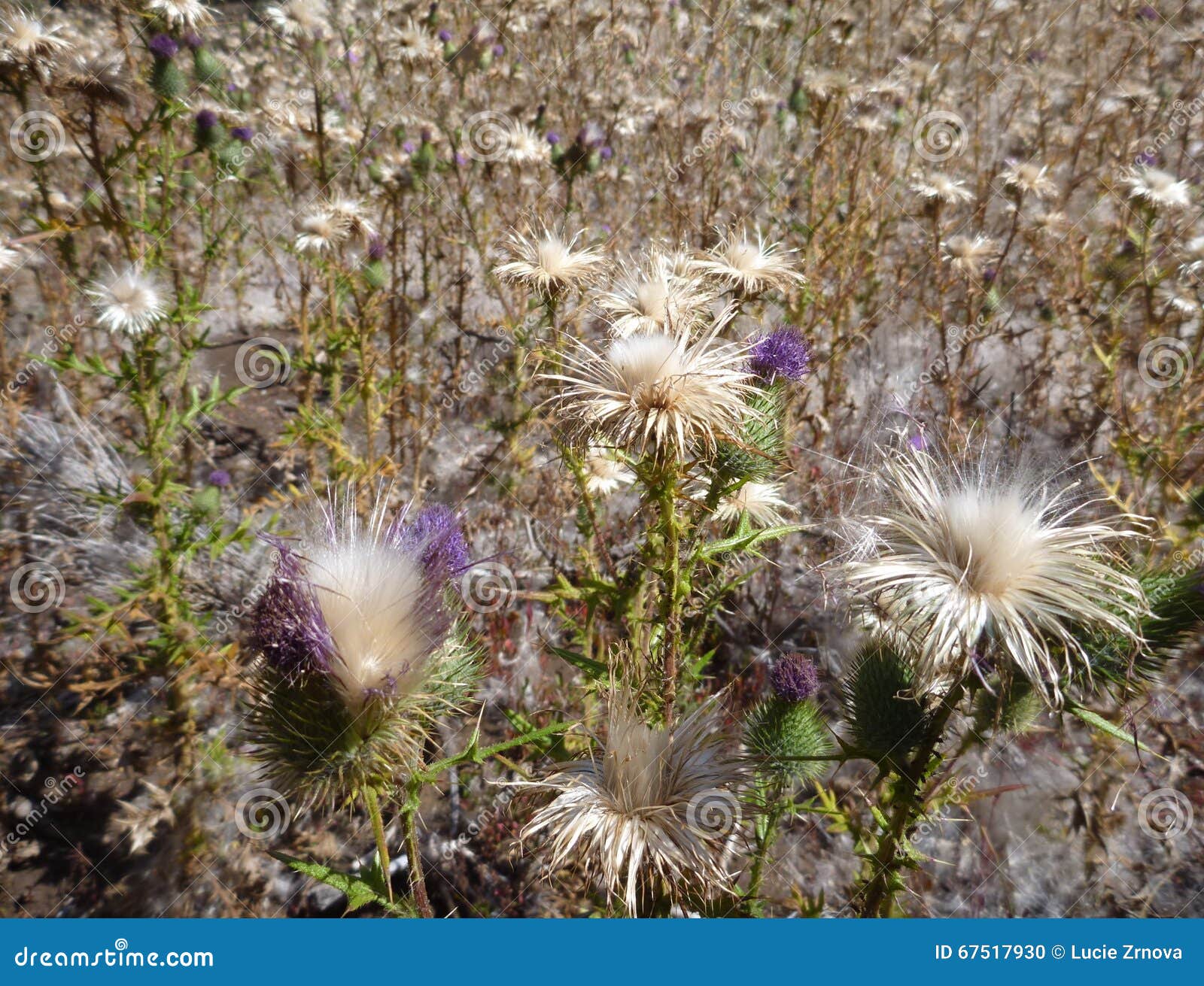 Disteln Auf Einer Wiese Im Herbst Stockfoto - Bild von herbst, feld ...
