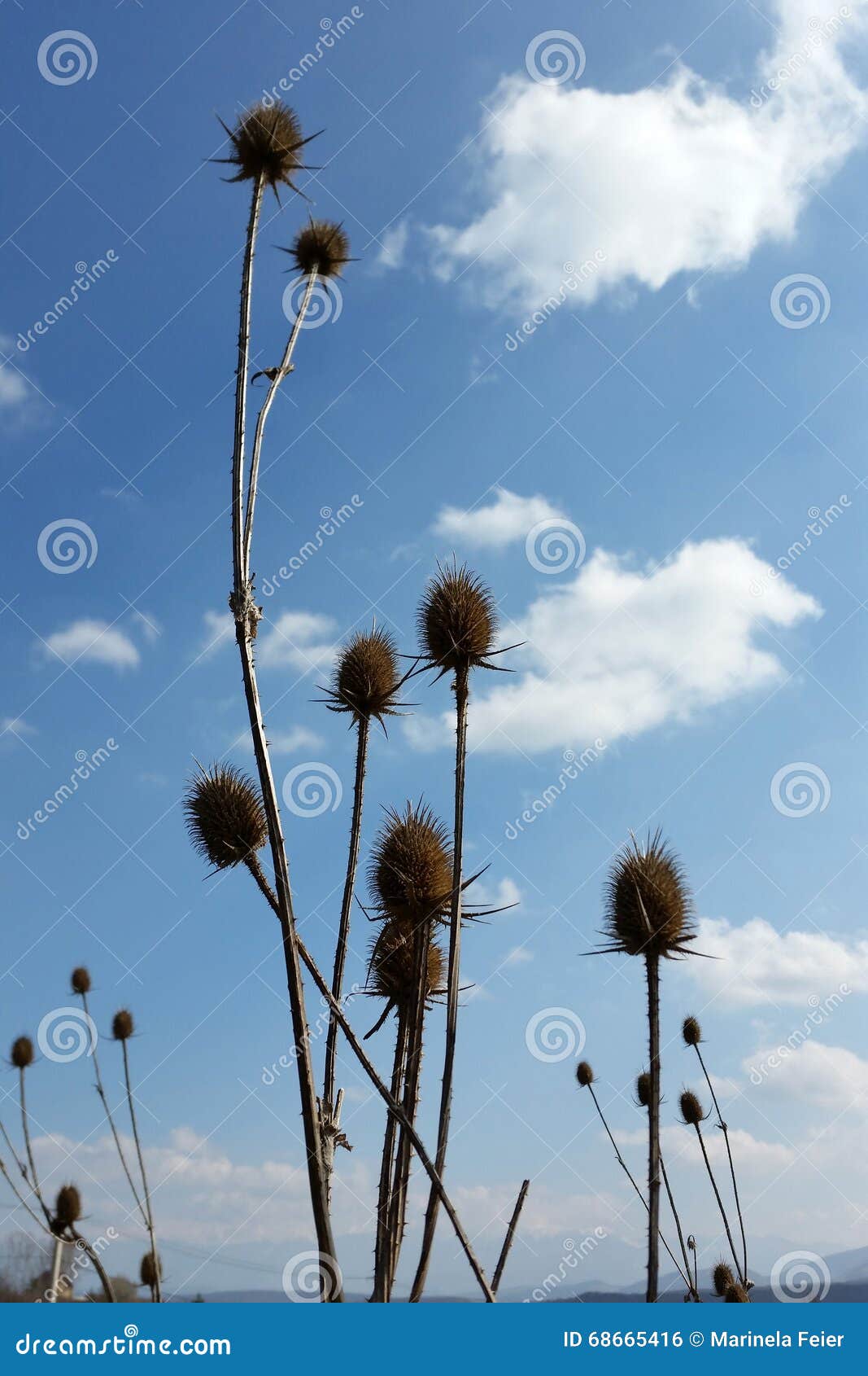 Disteln, Dorf Und Blauer Himmel Stockfoto - Bild von sommer, blau: 68665416